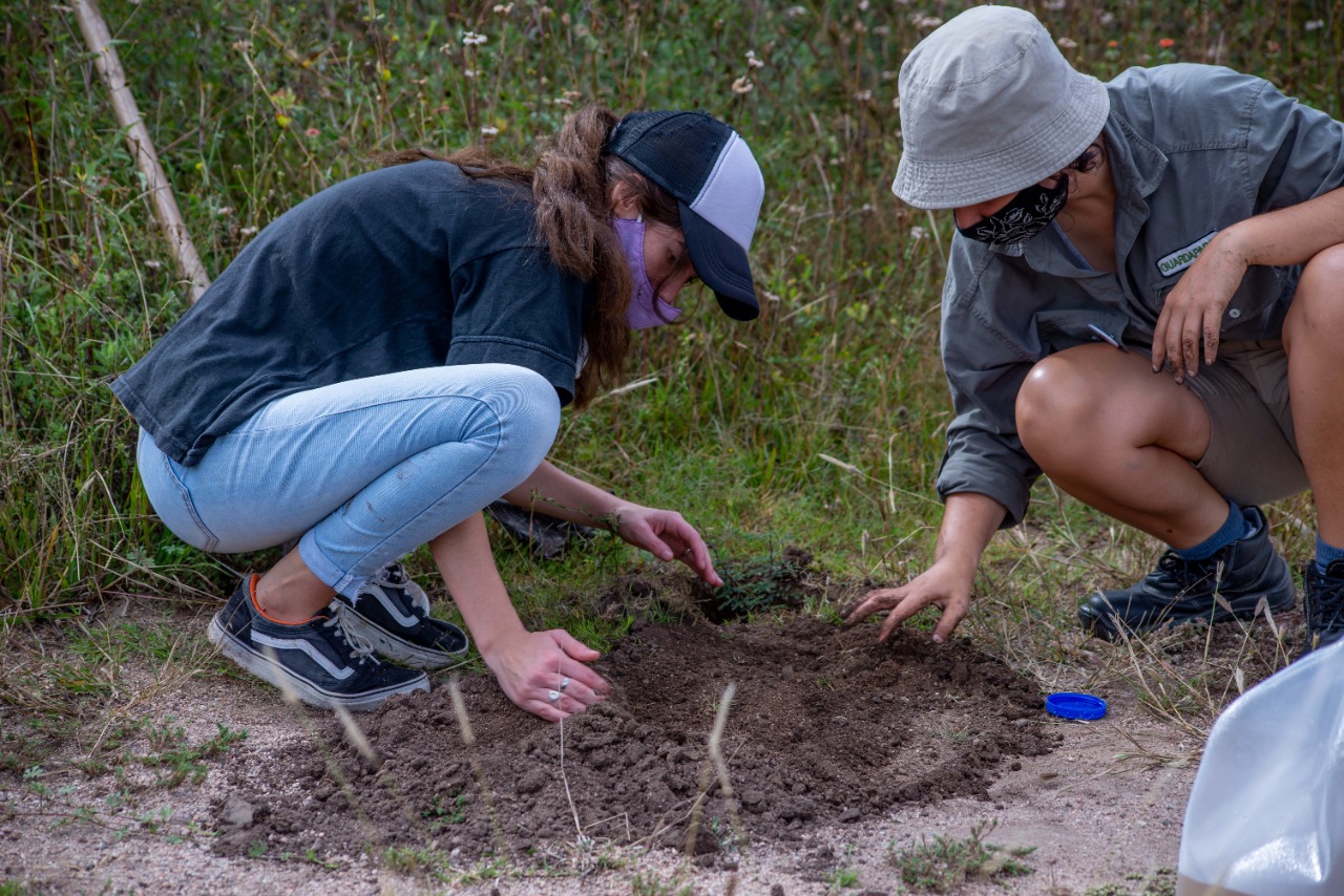 Campaña de reforestación: plantaron ejemplares de espinillos y ...