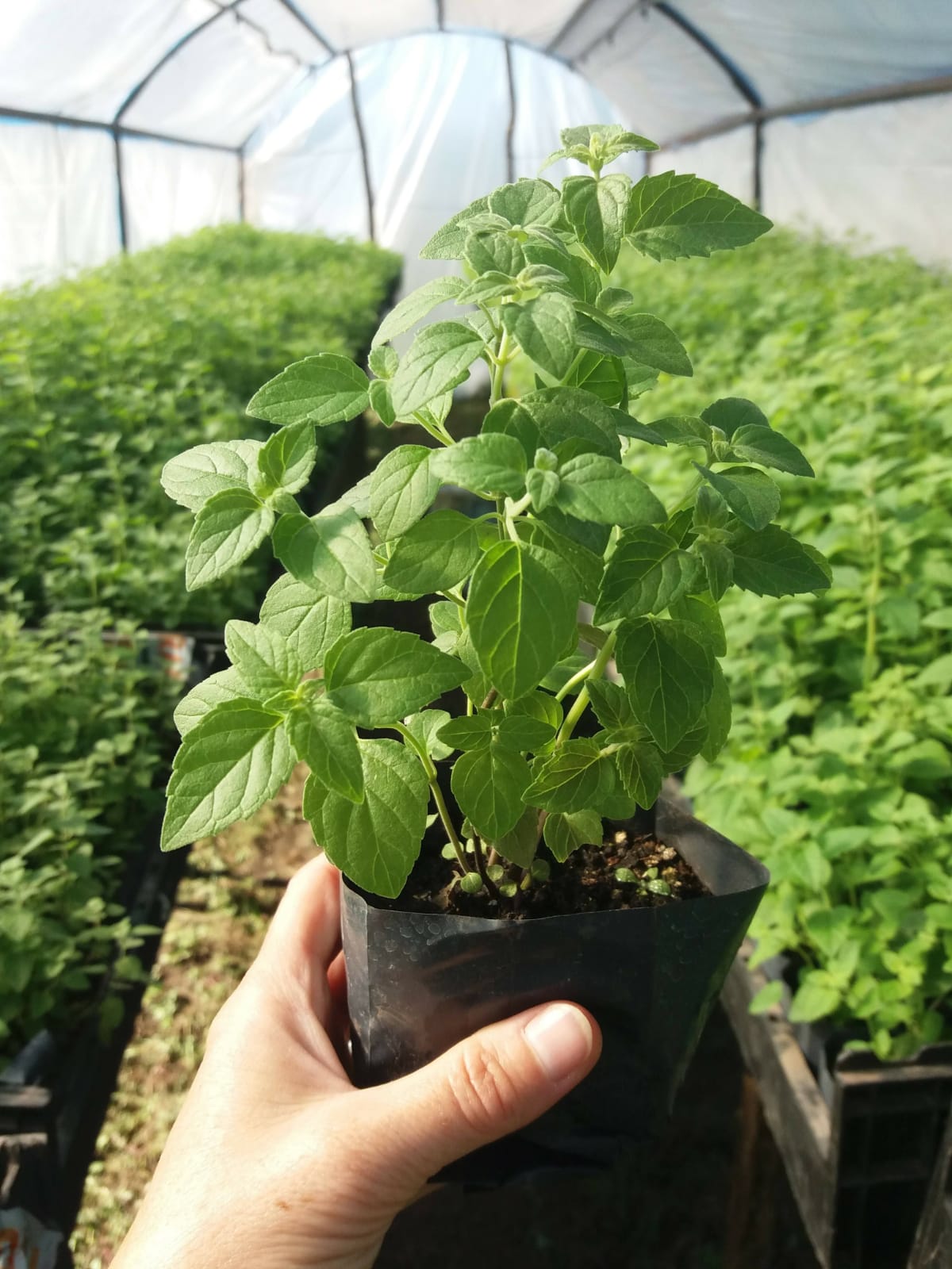 Emprendimiento en el norte cordobés apuesta por la siembra de peperina ...